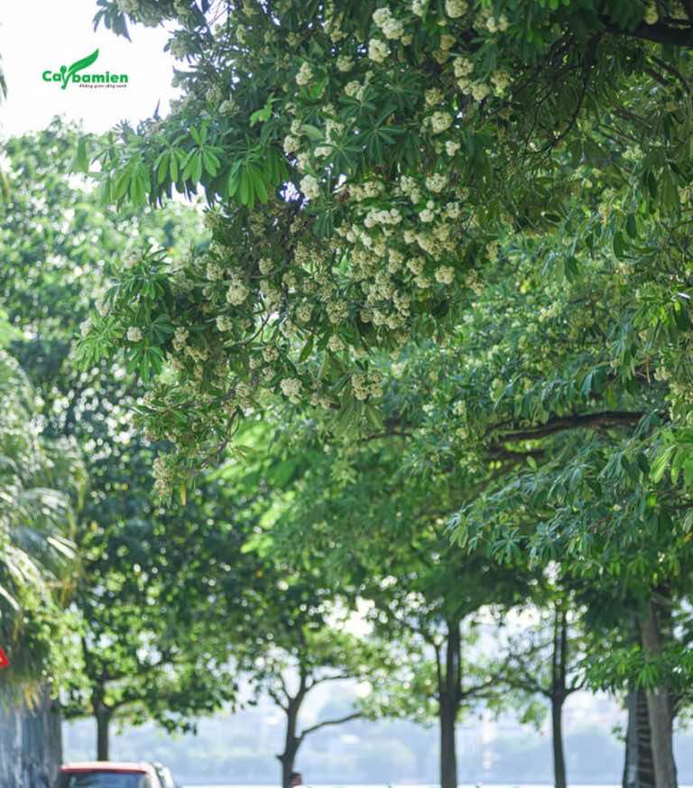 Mua cây hoa sữa giá tốt, vận chuyển và trồng tận nơi