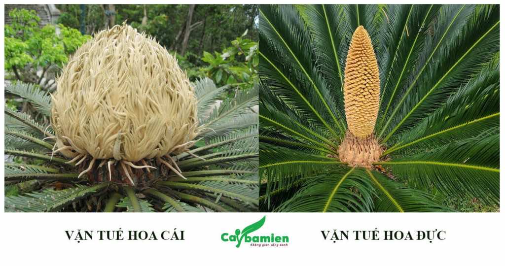 Bán Cây Vạn Tuế đẹp Giá Tốt Trồng Chăm Sóc Uy Tín Toàn Quốc