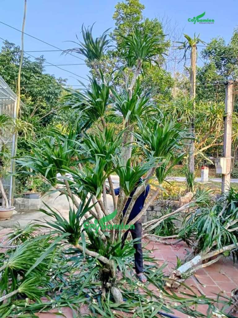 Bán Cây Phát Tài Núi Phong Thủy đẹp Giá Tốt, Tư Vấn Chăm Sóc