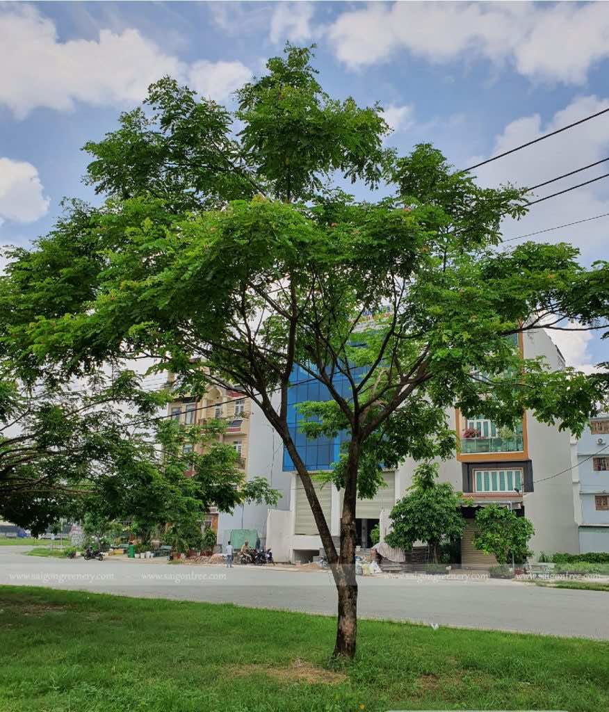 Bán Cây Me ăn Quả, Dáng đẹp, Giá Tốt, Kích Thước đa Dạng