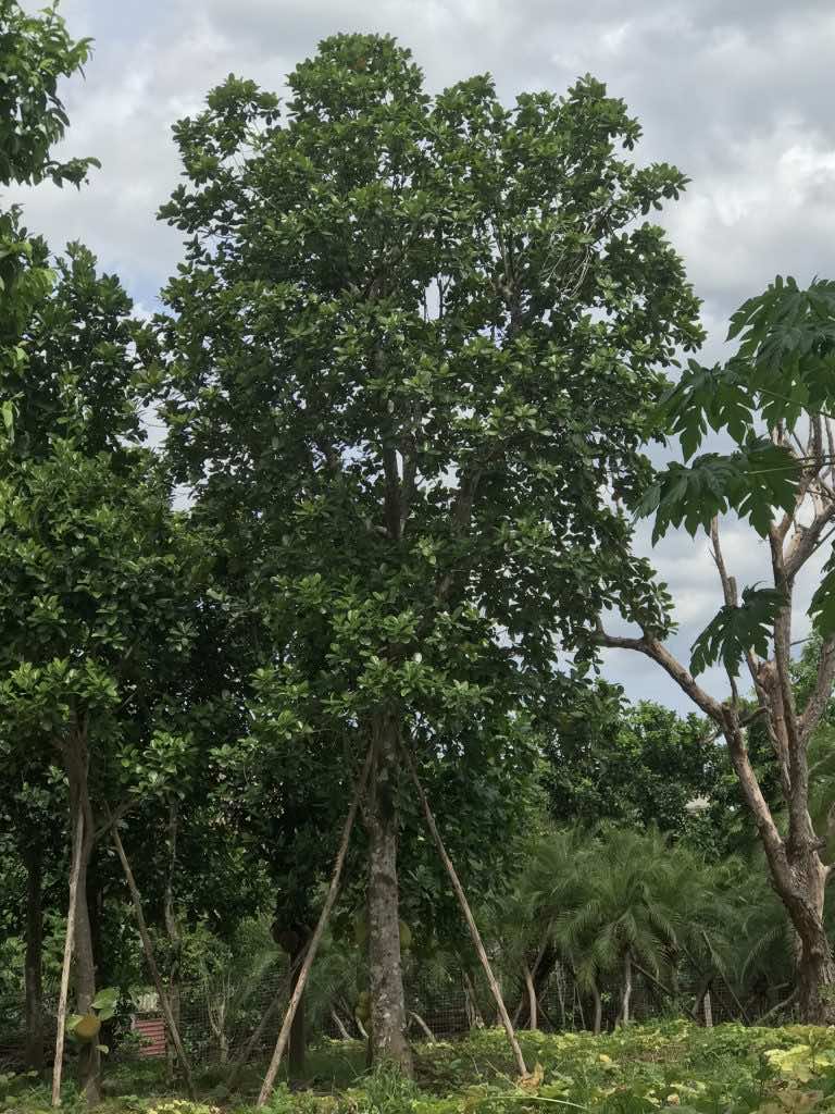 Bán Giống Cây Mít Sai Quả, Dáng đẹp, Giá Tốt Nhất Hiện Nay