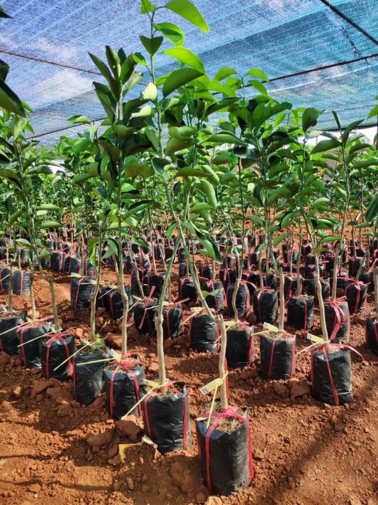 Địa chỉ mua cây chanh ta giá tốt, giao hàng toàn quốc