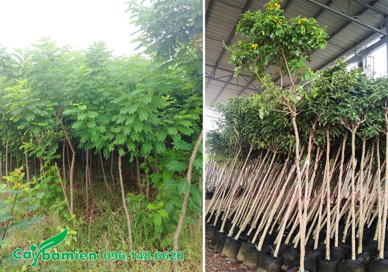 Bán cây Điệp Vàng (Muồng Lá lạc) hoa đẹp, dễ trồng, giá tốt nhất