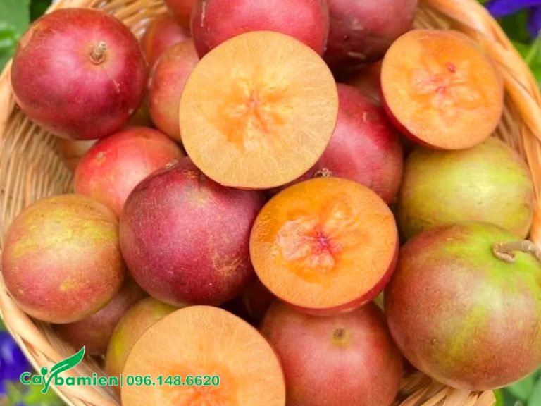 Bán Cây Bồ Quân công trình dáng đẹp, giá tốt nhất thị trường