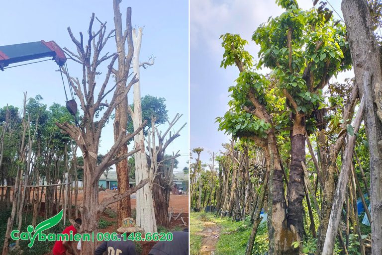 Bán Cây Dâu Da Đất năng suất cao giá tốt, đa dạng kích thước