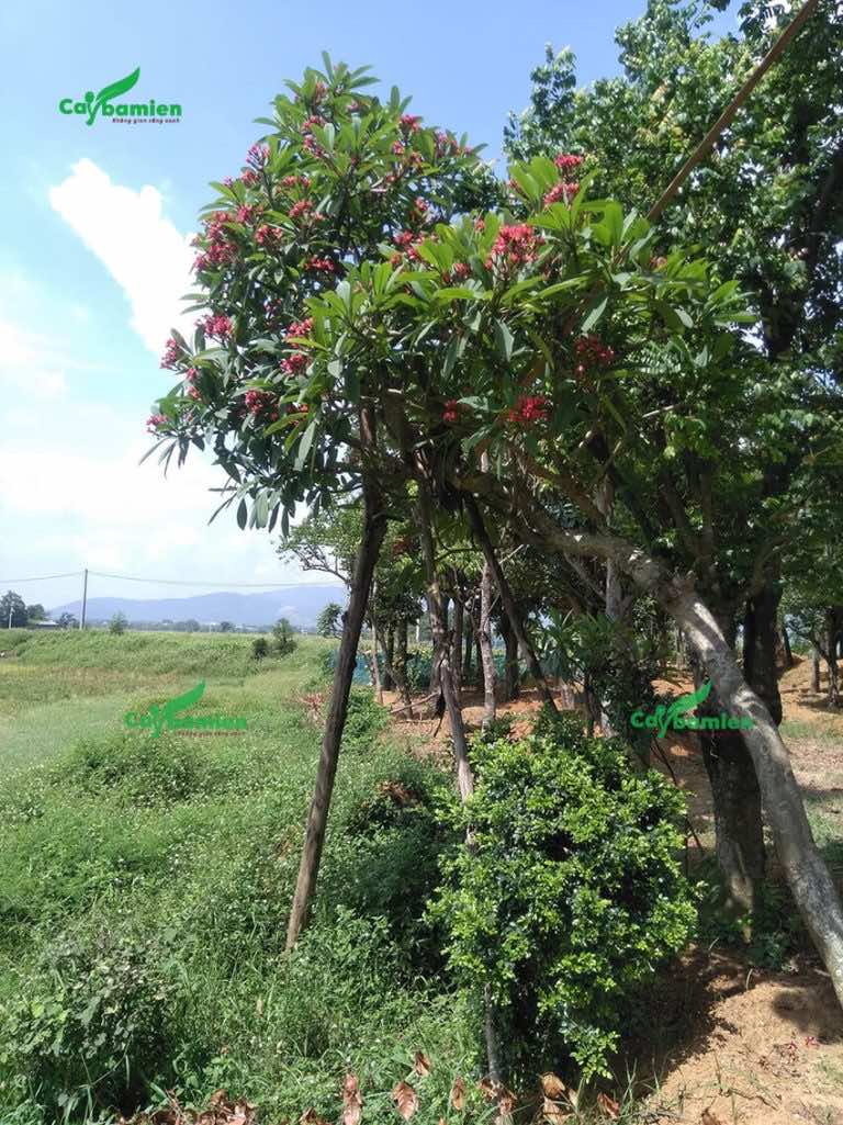 Cây Hoa Đại Công Trình đẹp, Cổ Thụ, Giá Tốt, Bảo Hành Uy Tín