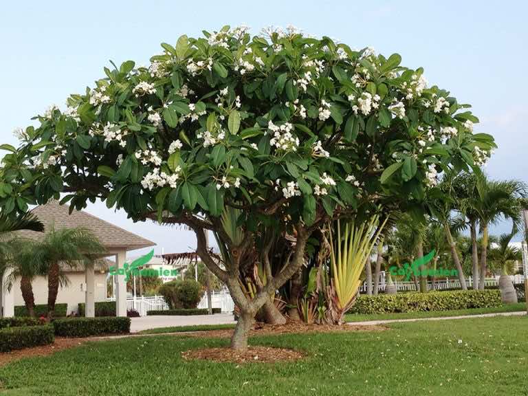 Cây Hoa Đại Công Trình đẹp, Cổ Thụ, Giá Tốt, Bảo Hành Uy Tín