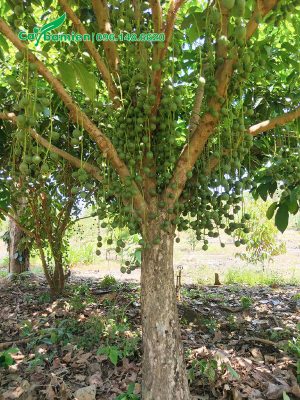 Bán Cây Dâu Da Đất năng suất cao giá tốt, đa dạng kích thước