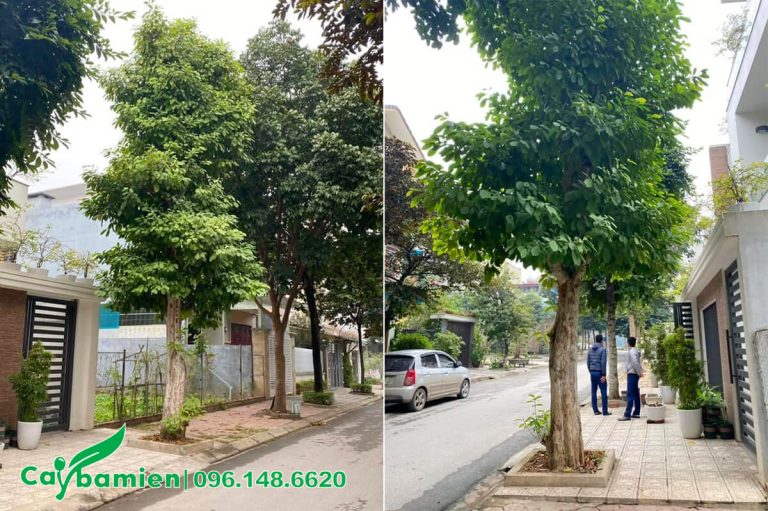 Bán Cây Dâu Da Đất năng suất cao giá tốt, đa dạng kích thước