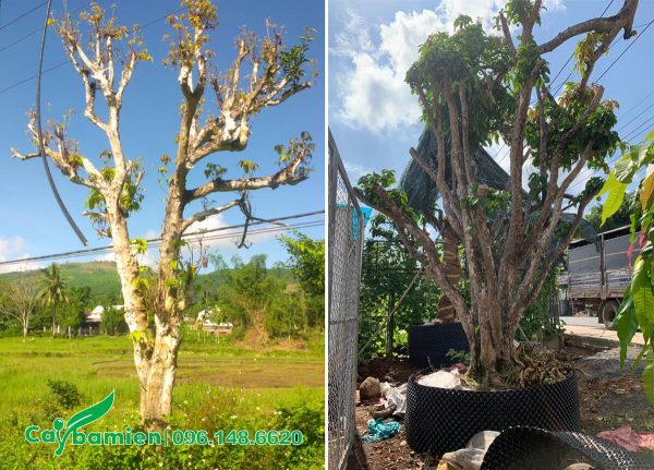 Bán Cây Dâu Da Đất năng suất cao giá tốt, đa dạng kích thước