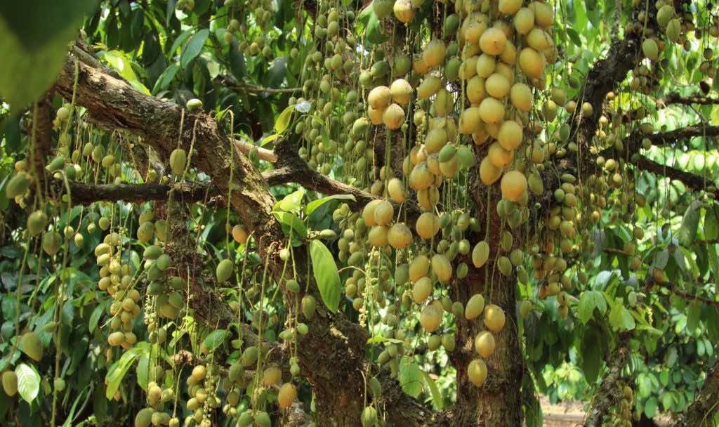 Bán Giống Cây Dâu Da Đất Năng Suất Cao Giá Tốt Nhất Hiện Nay