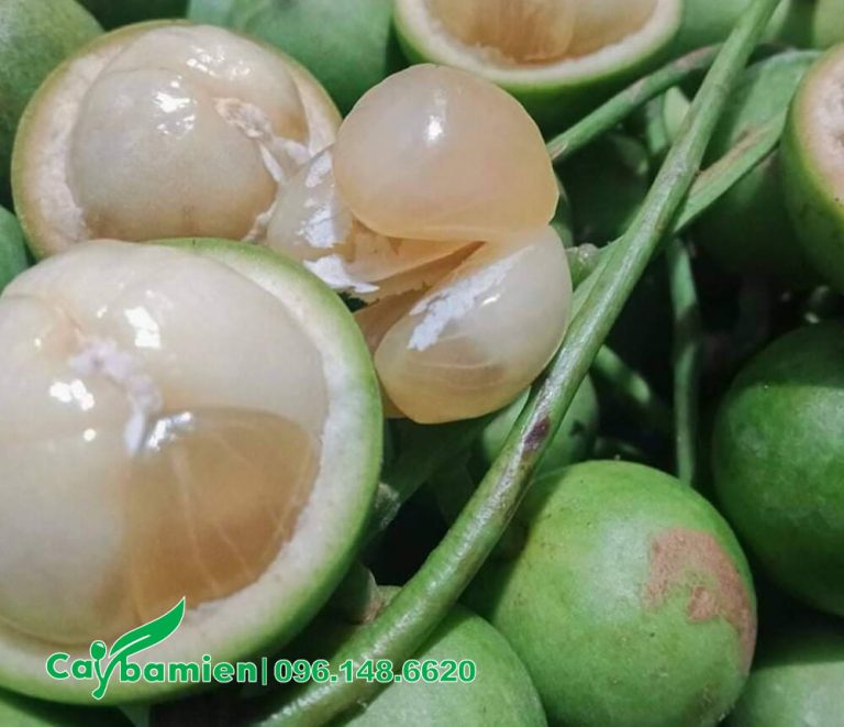 Bán Cây Dâu Da Đất năng suất cao giá tốt, đa dạng kích thước