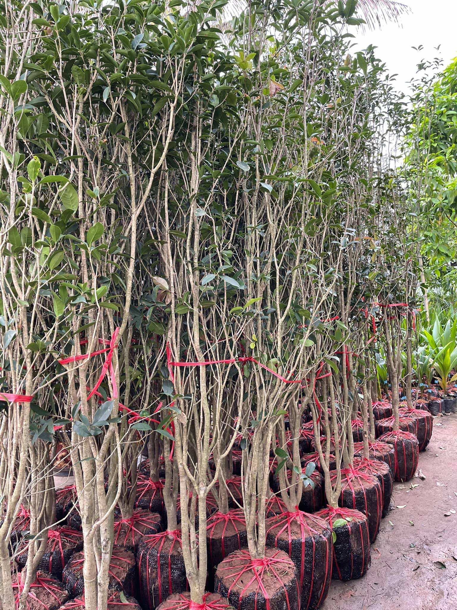 Cây Mộc Hương | Cách Phân Biệt, Kỹ Thuật Trồng Và Chăm Sóc