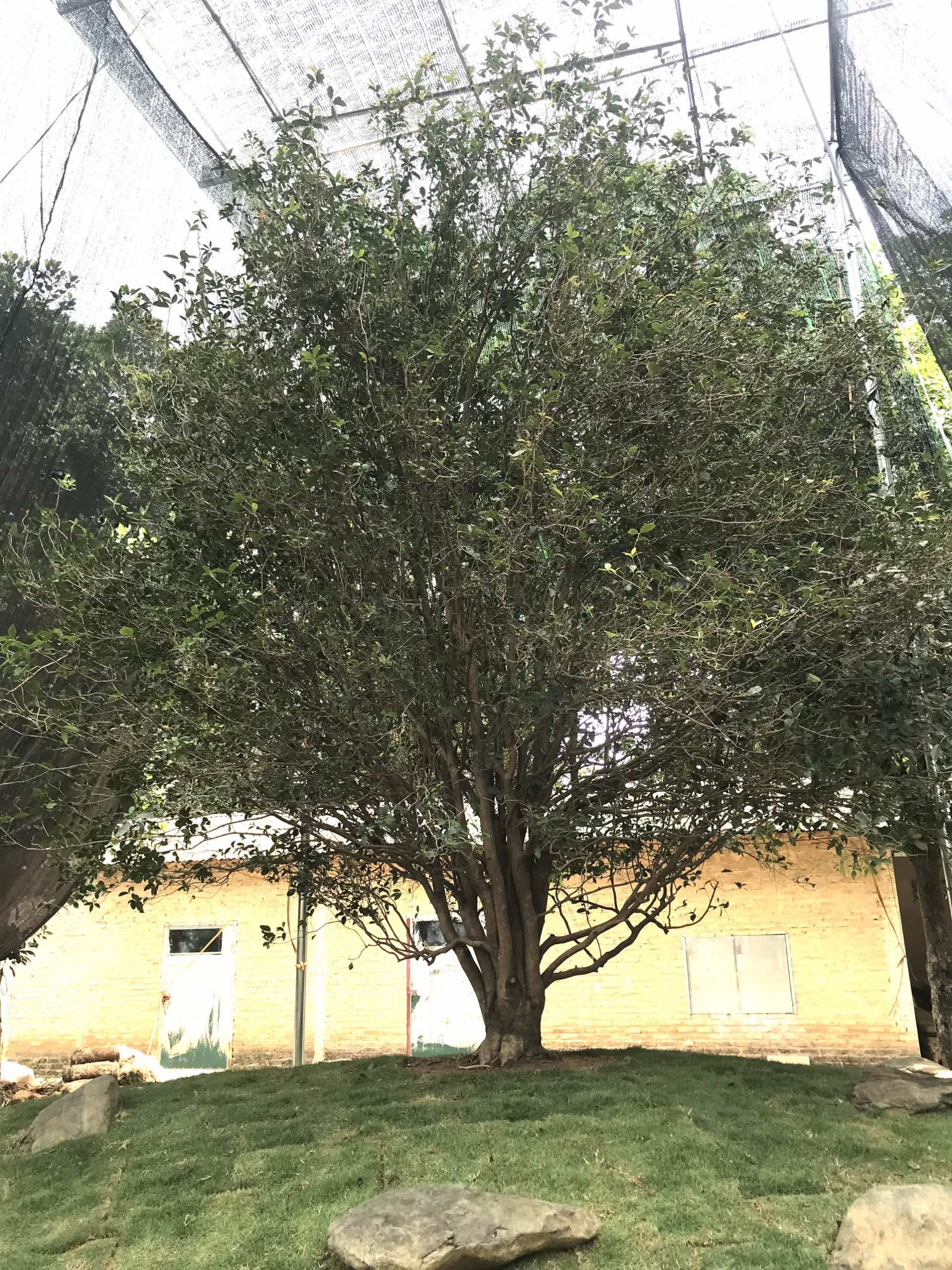 Cây Mộc Hương | Cách Phân Biệt, Kỹ Thuật Trồng Và Chăm Sóc