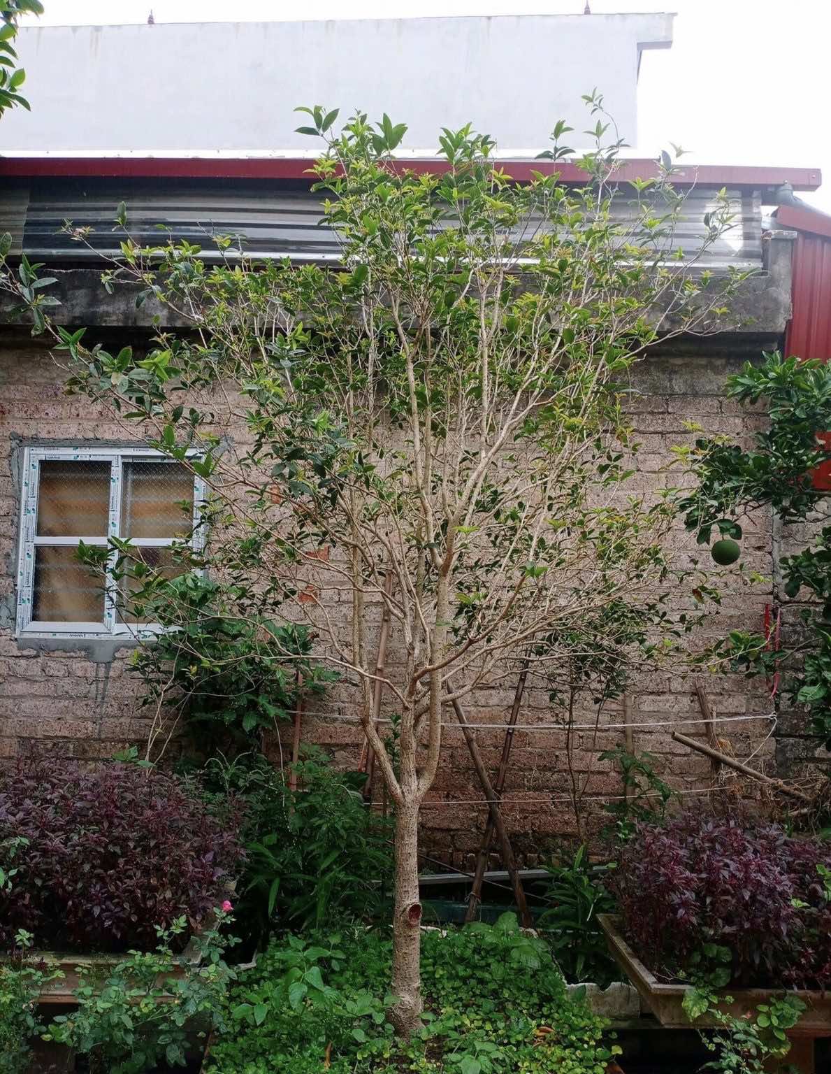 Cây Mộc Hương | Cách Phân Biệt, Kỹ Thuật Trồng Và Chăm Sóc