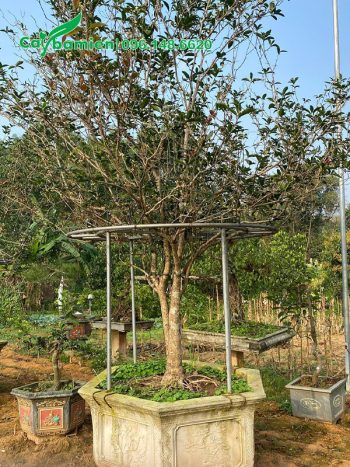 Bán Cây Mộc Hương đẹp, giá tốt và tư vấn chăm sóc