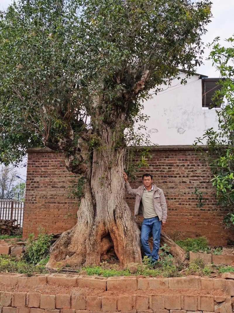 Cây Mộc Hương | Cách Phân Biệt, Kỹ Thuật Trồng Và Chăm Sóc