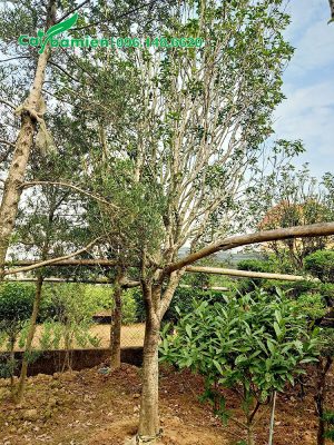 Bán Cây Mộc Hương đẹp, giá tốt và tư vấn chăm sóc