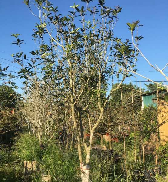 Cây Mộc Hương | Cách Phân Biệt, Kỹ Thuật Trồng Và Chăm Sóc