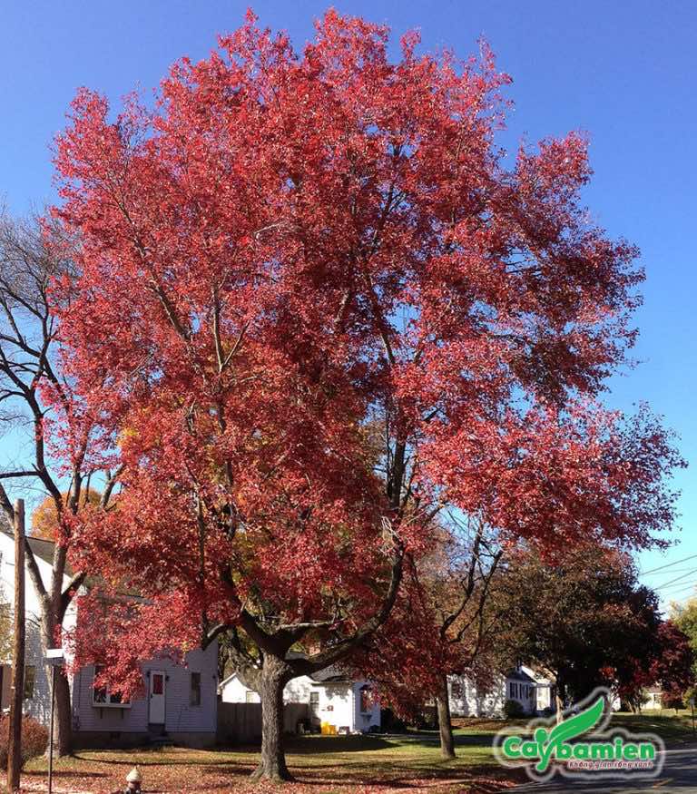 Bán cây phong lá đỏ giá tốt, hướng dẫn cách trồng và chăm sóc