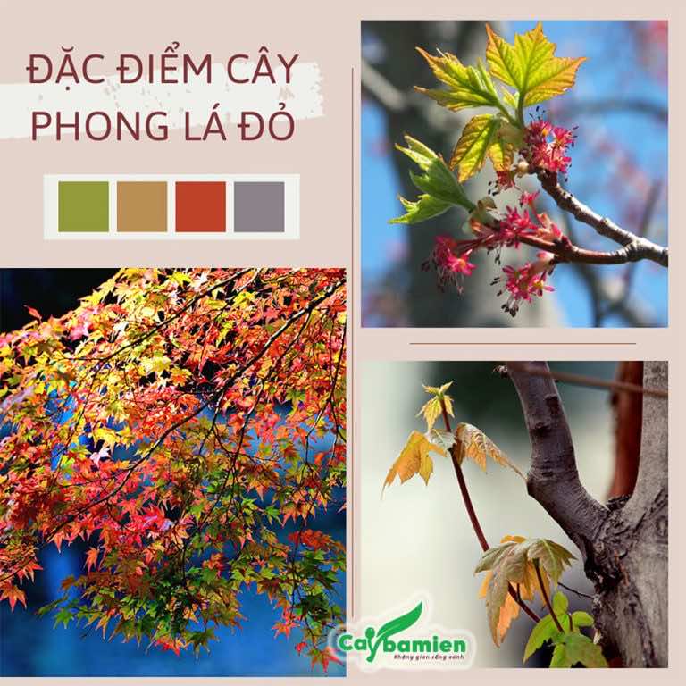Bán cây phong lá đỏ giá tốt, hướng dẫn cách trồng và chăm sóc