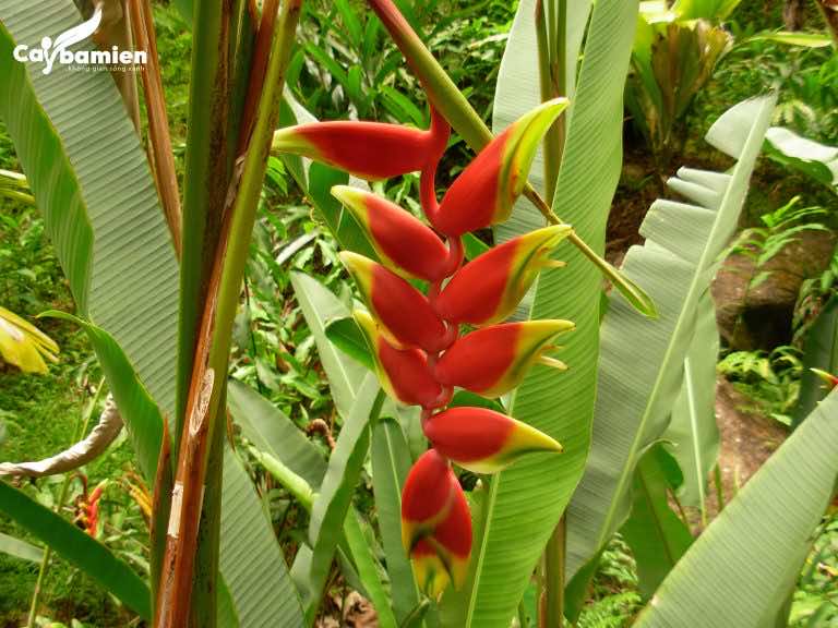Bán Cây Chuối Pháo (chuối phượng hoàng) giá tốt, uy tín