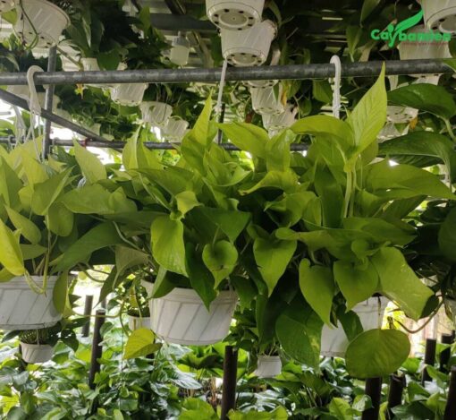 Sỉ lẻ Cây Trầu Bà đẹp trồng nội thất, văn phòng giá tốt, uy tín