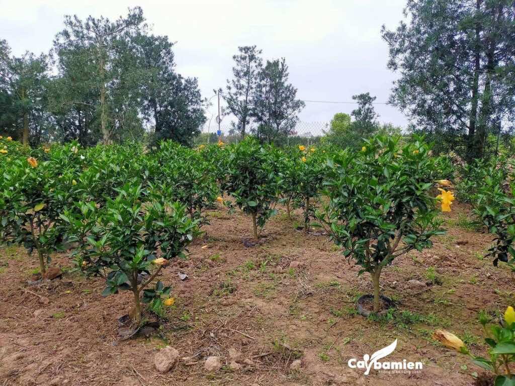 Cung Cấp Cây Dâm Bụt Trồng Viền, Hàng Rào Công Trình Giá Tốt