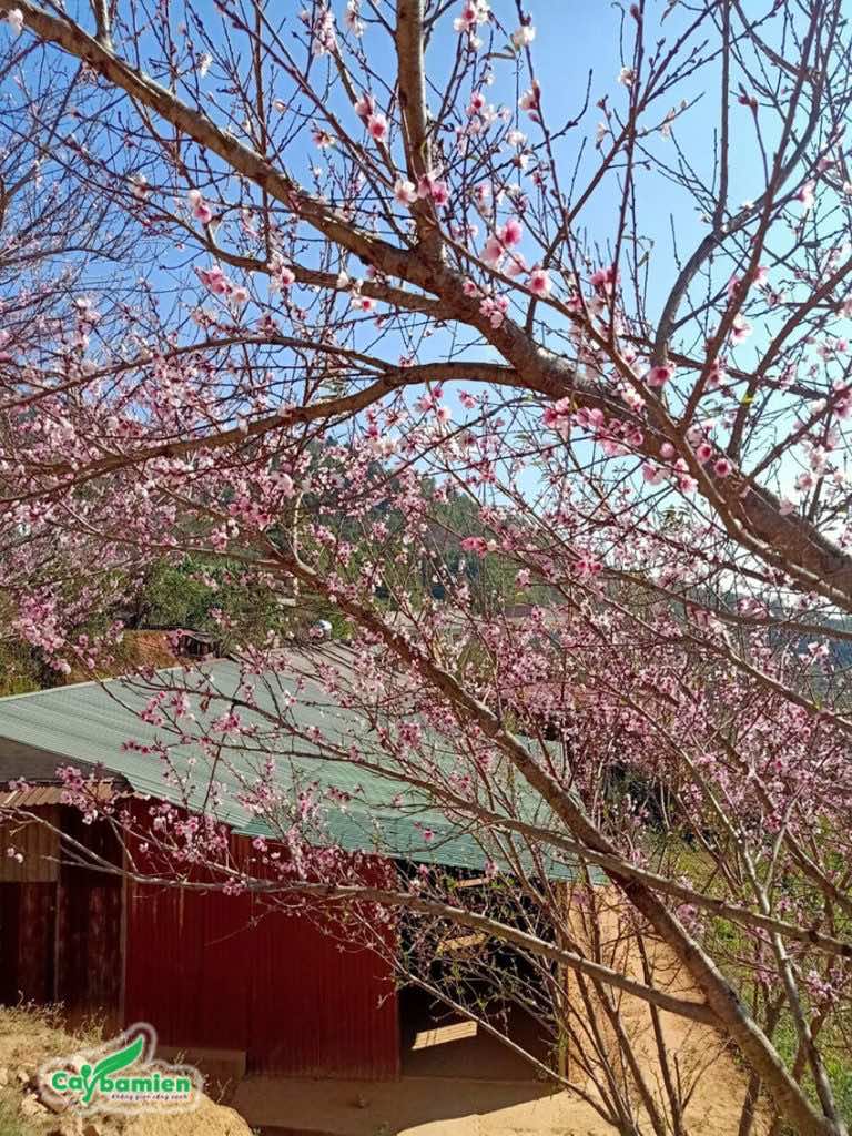 Mua cây đào rừng hoa đẹp, giống tốt, giá bán cực ưu đãi