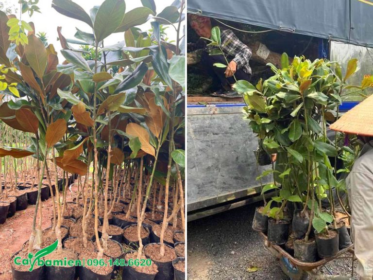 Bán cây sen đất công trình giá tốt có hoa đẹp, hương thơm