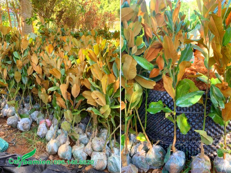 Bán cây sen đất công trình giá tốt có hoa đẹp, hương thơm