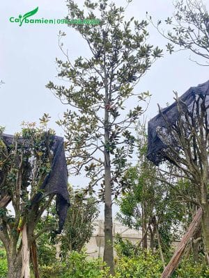 Bán cây sen đất công trình giá tốt có hoa đẹp, hương thơm