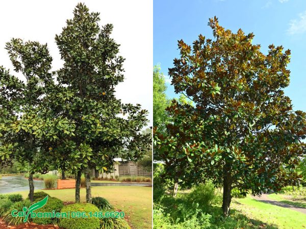 Bán cây sen đất công trình giá tốt có hoa đẹp, hương thơm