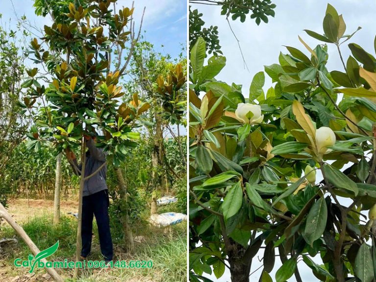 Bán cây sen đất công trình giá tốt có hoa đẹp, hương thơm