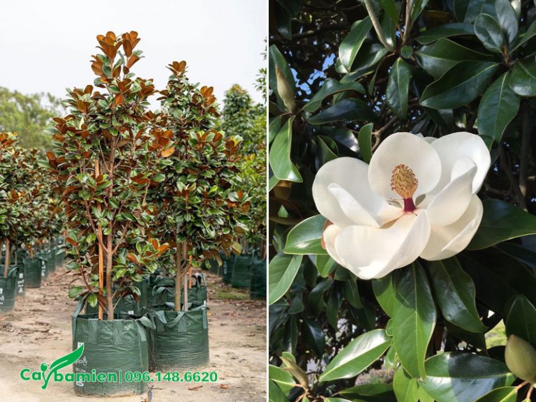 Bán cây sen đất công trình giá tốt có hoa đẹp, hương thơm