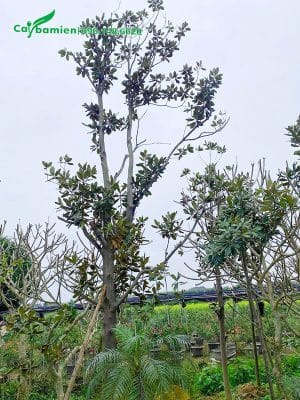 Bán cây sen đất công trình giá tốt có hoa đẹp, hương thơm