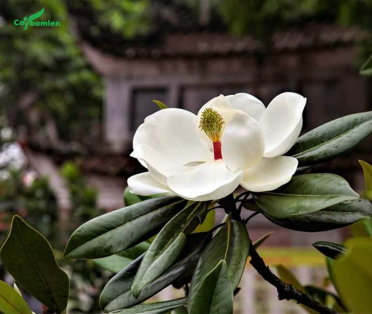 Bán Cây Sen đất Công Trình Giá Tốt Có Hoa đẹp, Hương Thơm