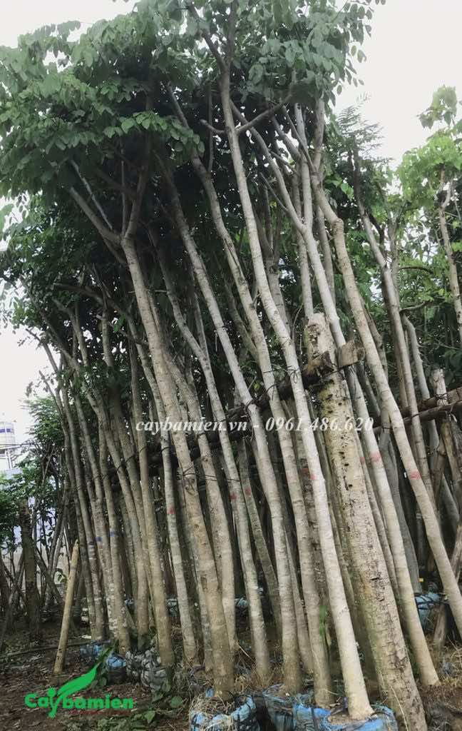 Bán cây Gõ Đỏ công trình, kích thước lớn, giá thành tốt