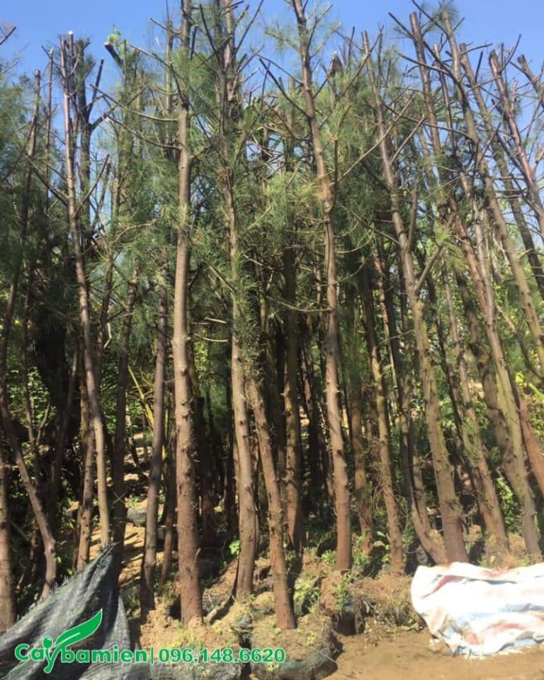 Bán Cây Phi Lao đẹp, dễ sống, giá tốt, đa dạng kích thước