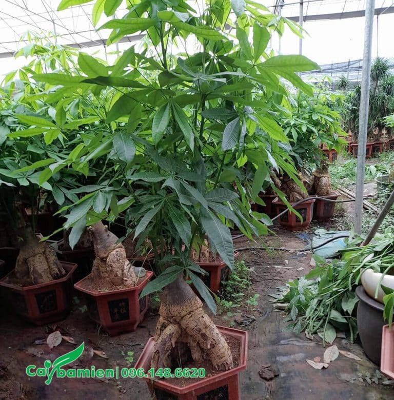 Bán cây Kim Ngân phong thủy đẹp, kích thước đa dạng, giá tốt