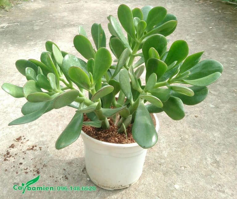 Mua cây Ngọc Bích phong thủy, có hoa đẹp với giá tốt