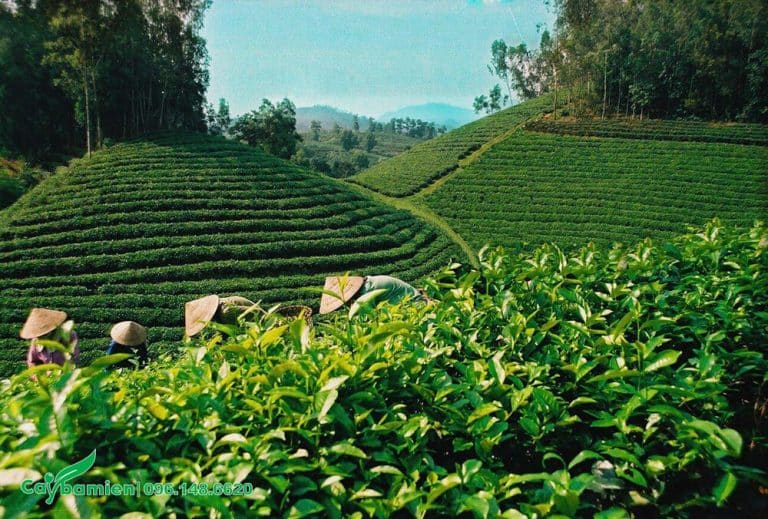 Bán cây chè xanh cổ thụ, cây giống chất lượng, giá tốt
