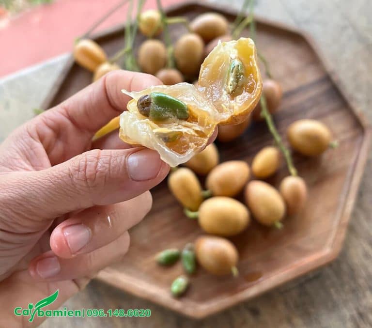 Bán cây Quất Hồng Bì chất lượng, giá tốt, năng suất quả cao