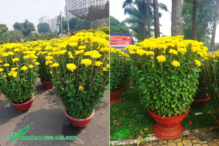 Bán cây hoa cúc vàng chơi tết, trang trí với giá tốt nhất