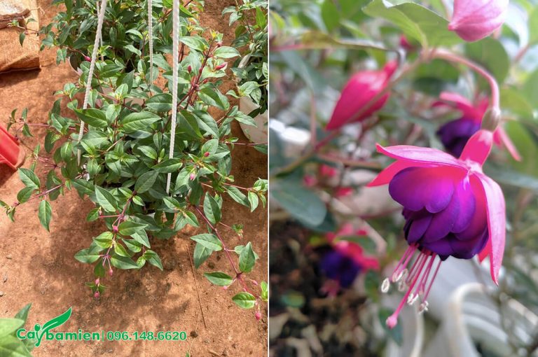 Bán cây hoa Lồng Đèn đẹp, nhiều màu, báo giá tốt nhất
