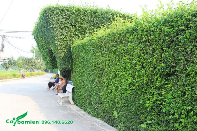 Những loại cây trồng hàng rào tuyệt đẹp, dễ trồng, sống lâu