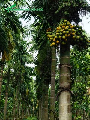 Bán cây Cau Ta đẹp, kích thước đa dạng, báo giá tận vườn