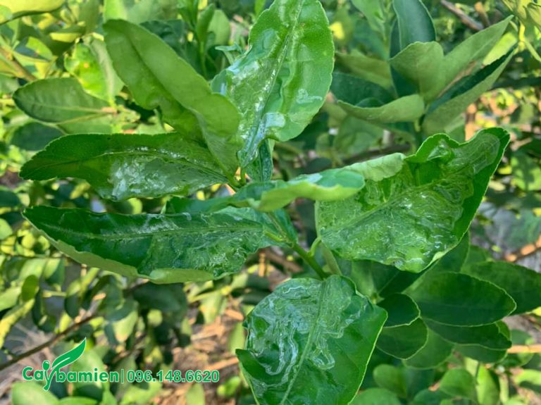 Các loại sâu hại cây trồng thường gặp và cách phòng trừ