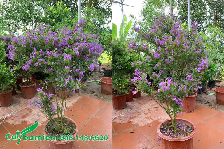 Bán cây linh sam phong thủy hoa đẹp, giá tốt, giao toàn quốc