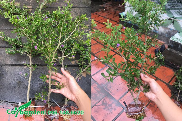 Bán cây linh sam phong thủy hoa đẹp, giá tốt, giao toàn quốc